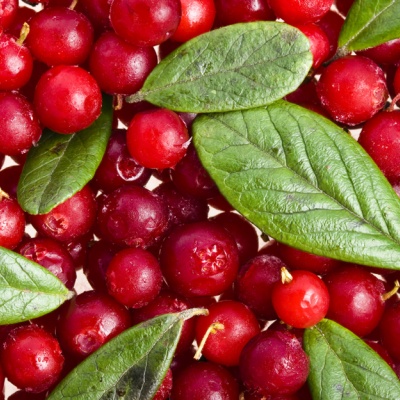 Κράνμπερι (Cranberry) | Γιάννης Λουκάκος