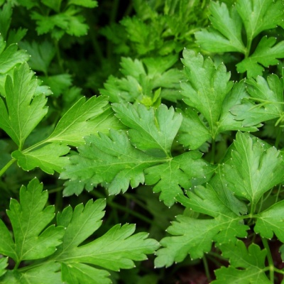 Μαϊντανός | Γιάννης Λουκάκος