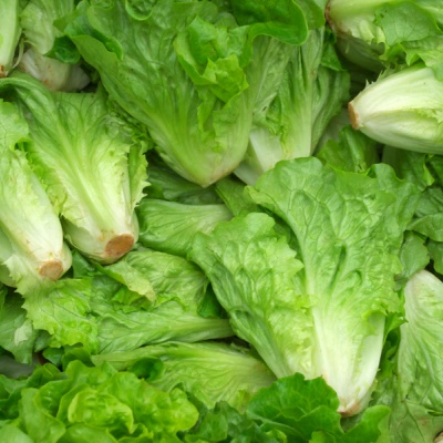 Μαρούλι | Γιάννης Λουκάκος