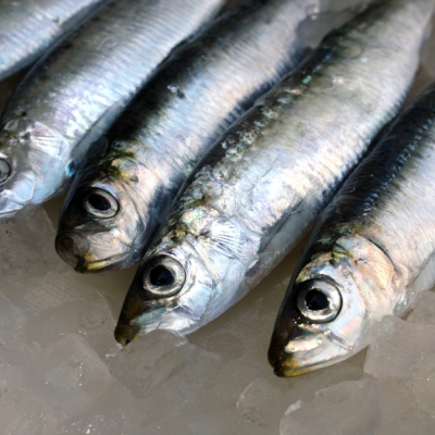 Γαύρος | Γιάννης Λουκάκος