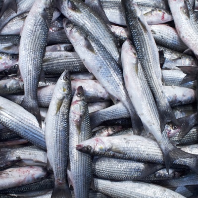 Λαβράκι | Γιάννης Λουκάκος