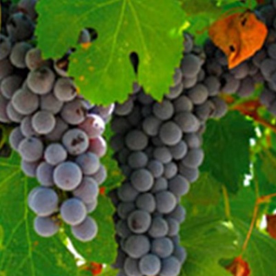 Tempranillo | Γιάννης Λουκάκος